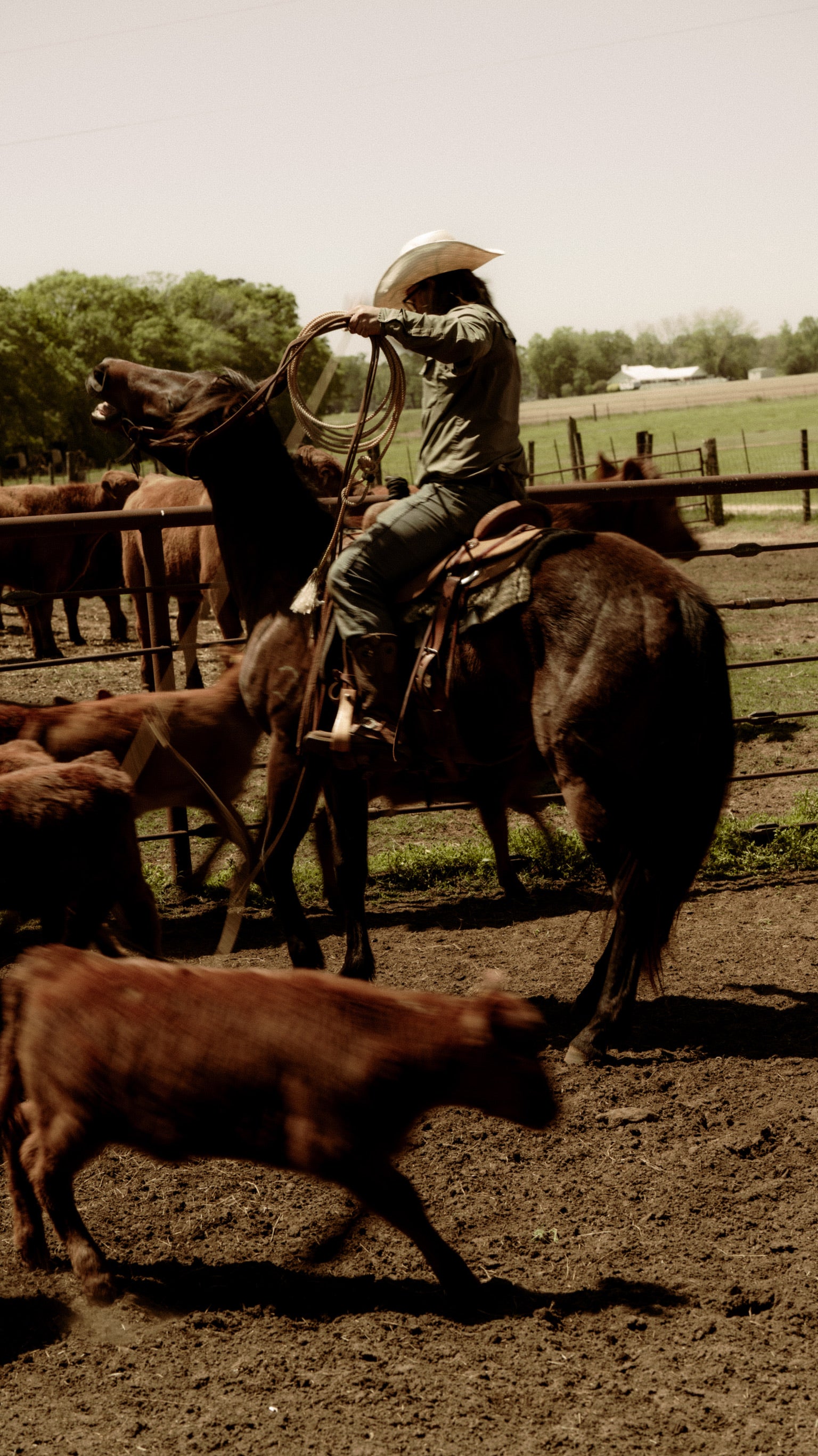 About Us – 3D Cattle Co. LLC