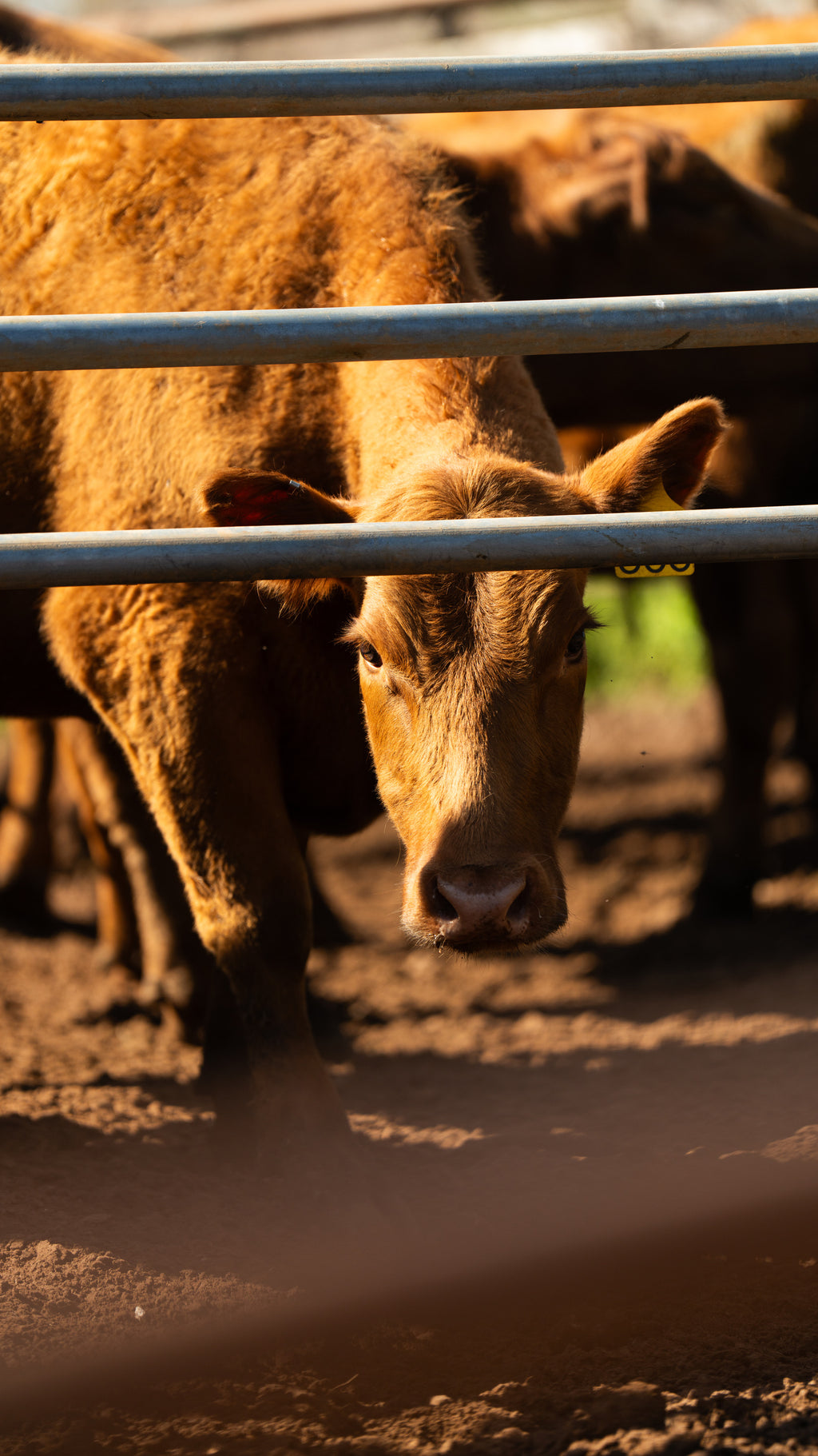 Products – 3D Cattle Co. LLC