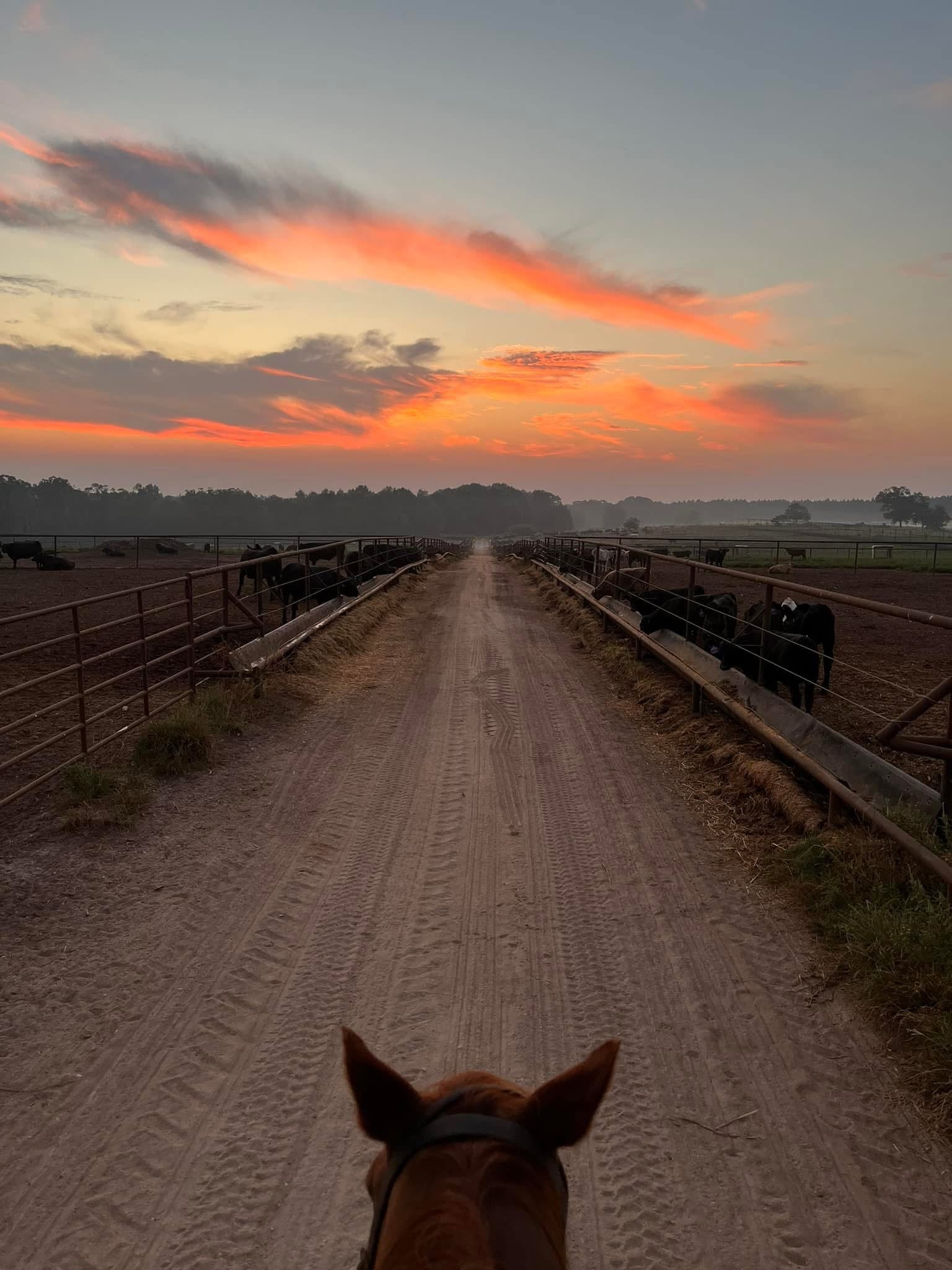 3D Cattle Co. LLC